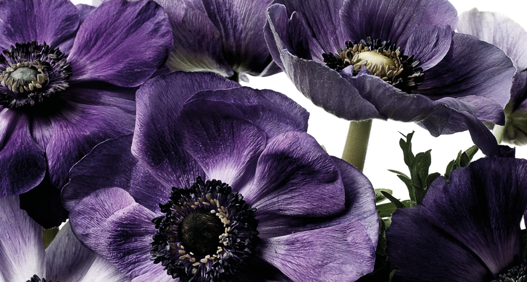 Flowerbx - Brand Identity | Hingston Studio, London